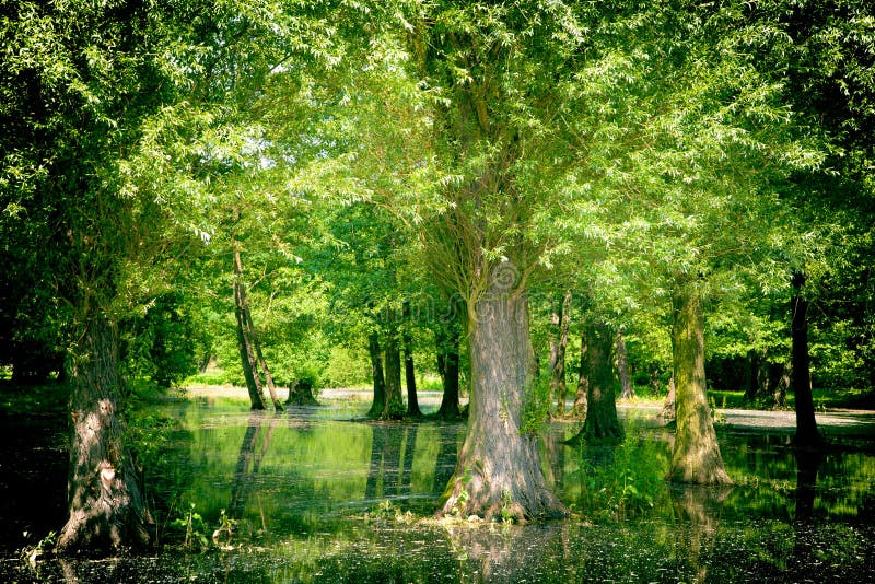 Moeras stock afbeelding. Image of staten, rivier, buiten - 14743161