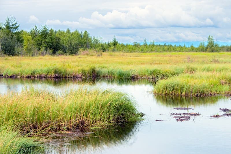 Moeras stock foto. Image of riet, bewolking, meer, blauw - 37535834