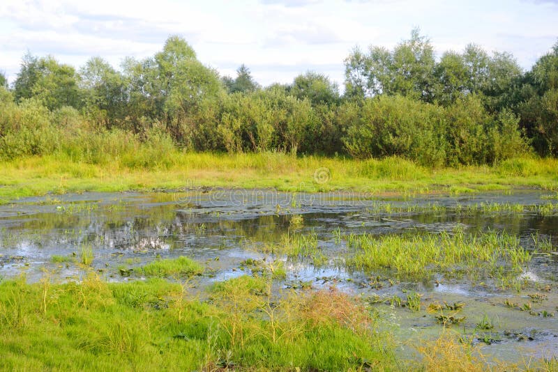 Moeras in Wit-Rusland stock foto. Afbeelding bestaande uit landschap ...