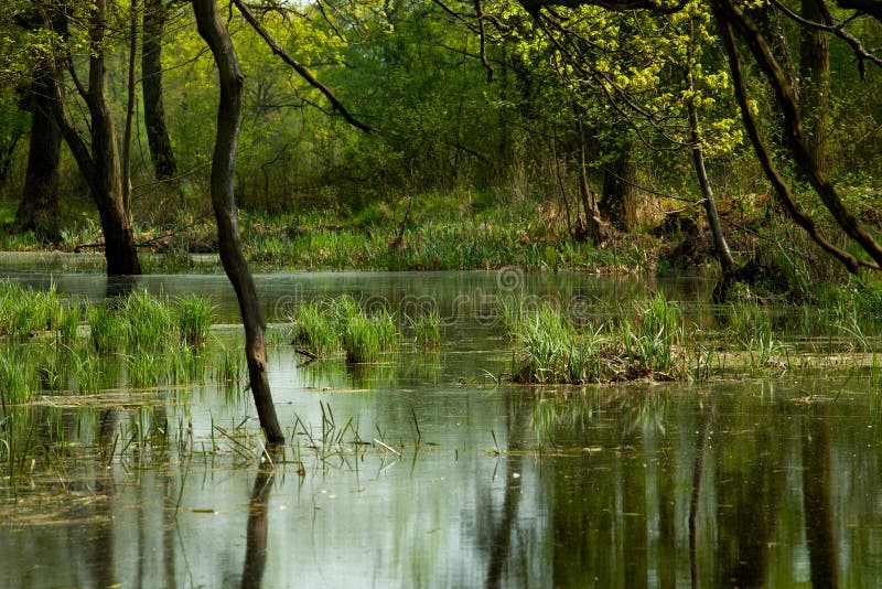 Moeras in bos stock afbeelding. Image of milieu, groen - 30861261