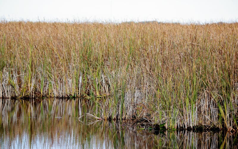 Moeras in De Herfst Met Riet En Wilgen Stock Foto - Image of kattails ...