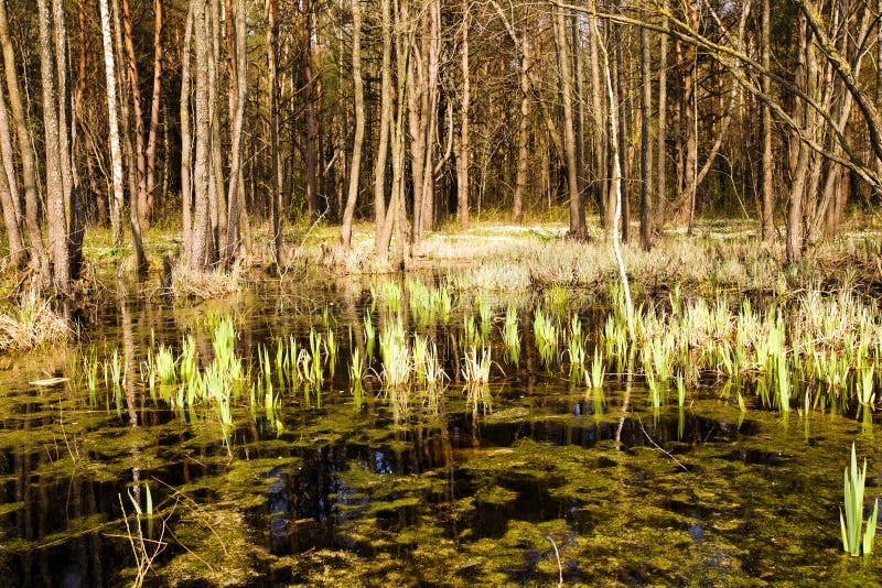 Moeras in bos stock afbeelding. Image of milieu, groen - 30861261