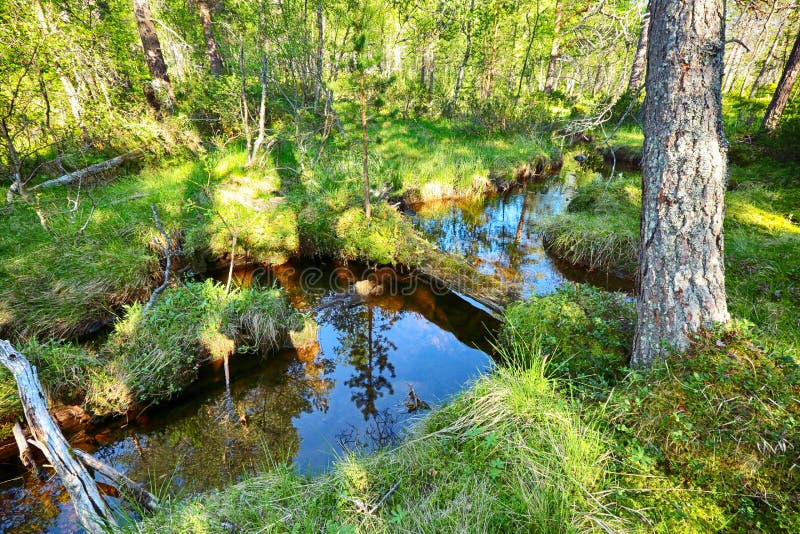 Moeras in de zomer stock foto. Image of water, hout - 111643174