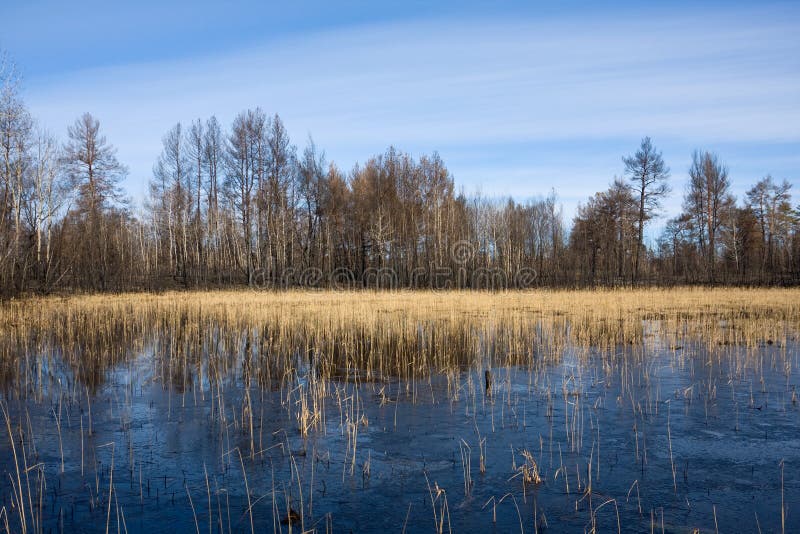 Moeras in dood bos stock afbeelding. Image of toneel - 18976597