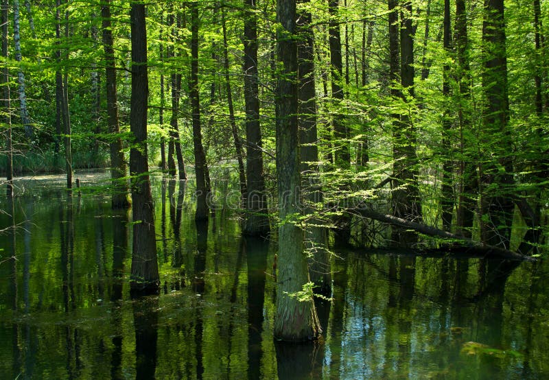 Moeras in het bos stock afbeelding. Image of meer, moeras - 19423351