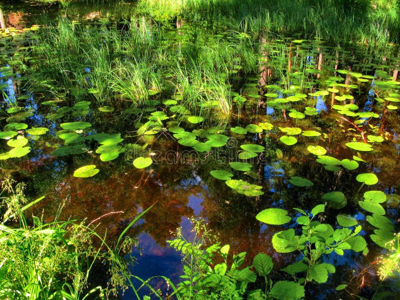 Moeras in Het Bos Het Water is Bedekt Met Groene Eendekroosbladeren ...