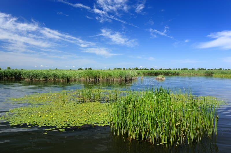 Moeras, Meer, Riet, Blauwe Lucht Stock Foto - Image of wolken, helder ...