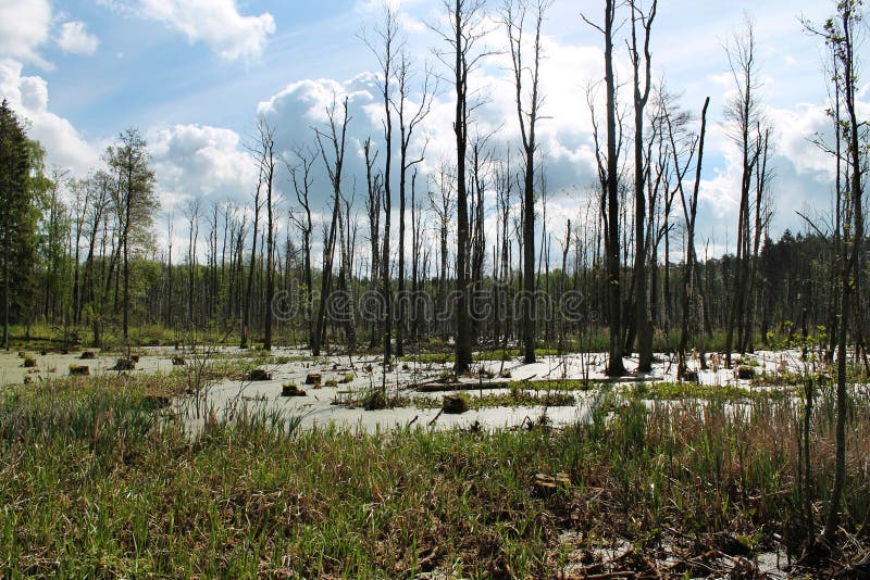 Moeras in Polen stock foto. Image of nave, polen, lente - 41089010