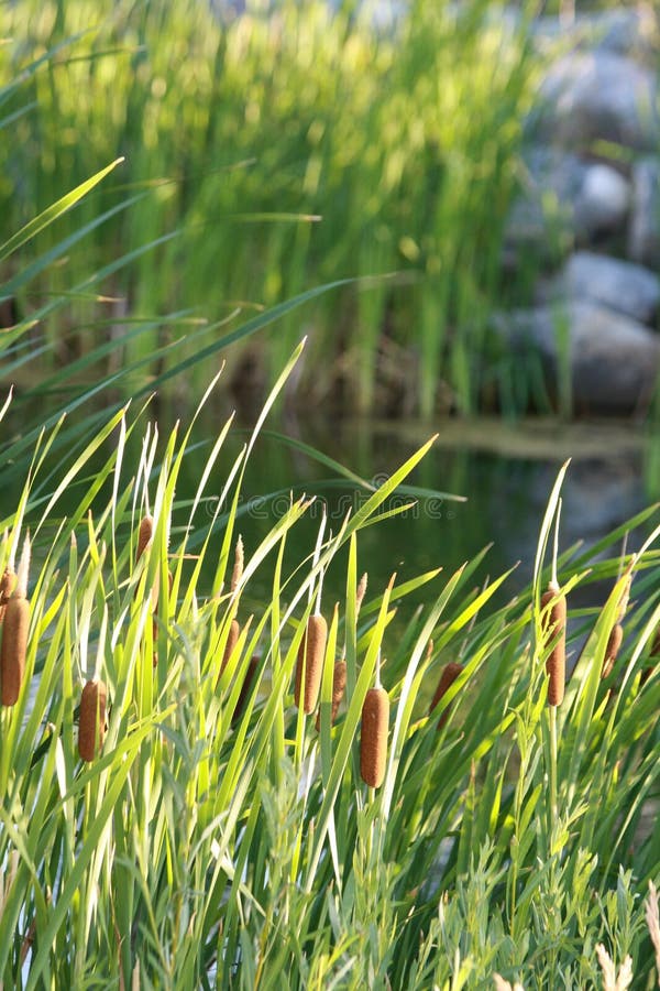 Moeras in Utah stock afbeelding. Image of moeras, kattails - 40147031