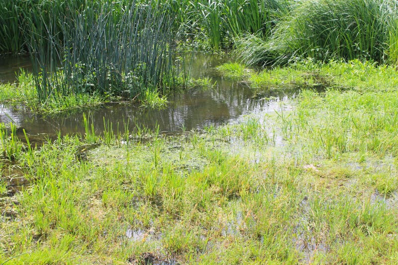 Groen riet in moeras stock foto. Image of moeras, groen - 71372438