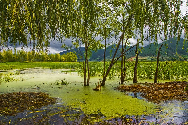 Moerasland, moeras stock foto. Afbeelding bestaande uit azië - 6962658