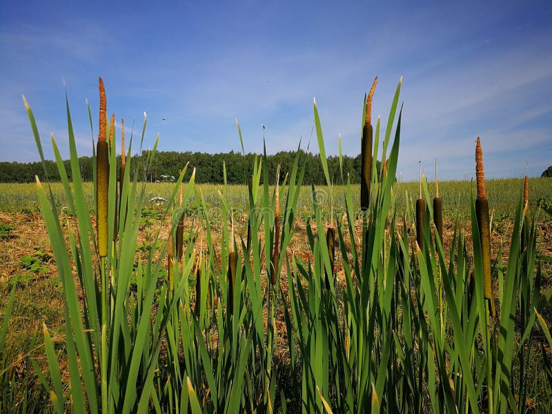 Moeras Met Riet in Het Water Stock Afbeelding - Image of gebied, blauw ...