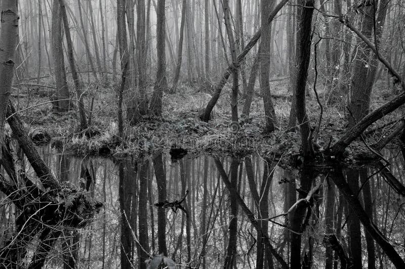 Moerassen stock foto. Image of manier, moeras, nevelig, neiging - 57926