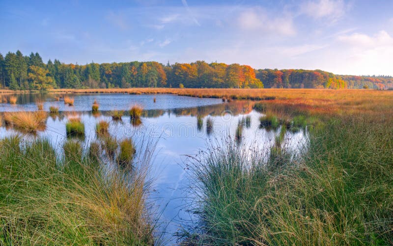Moerassen en riet stock foto. Image of bomen, installaties - 95409510