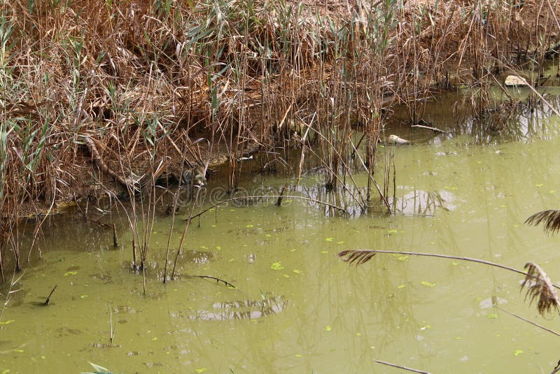 Moerassige Plaats Waar De Schildpadden Leven Stock Foto - Image of ...