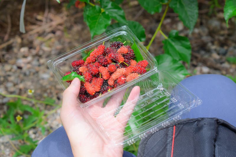 Moerbei stock foto. Image of smakelijk, moerbeiboom - 176910174