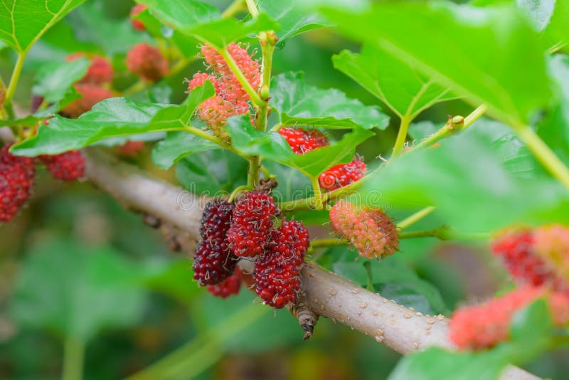 Moerbei stock afbeelding. Image of rijp, voedsel, gezond - 176910695