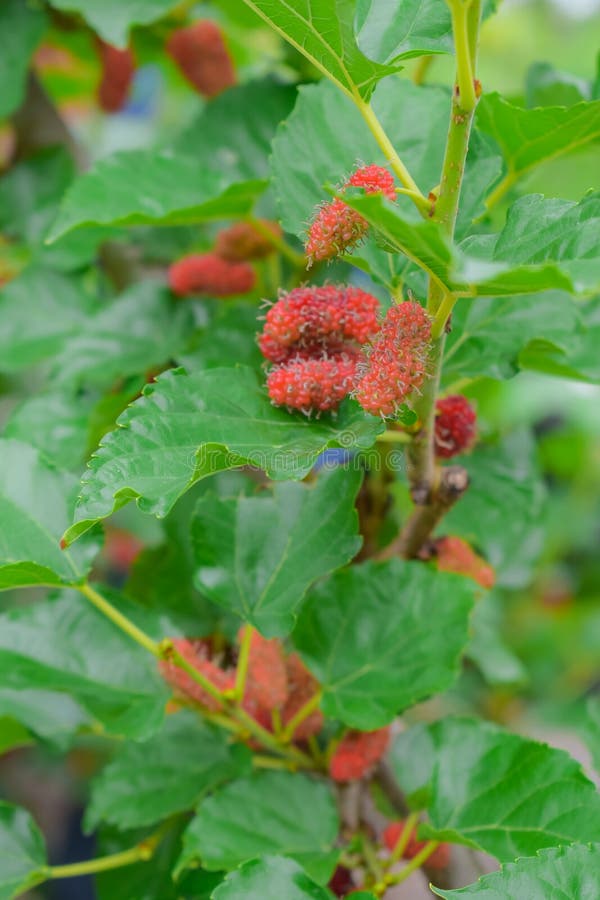 Moerbei stock afbeelding. Image of groen, blad, boom - 176911293