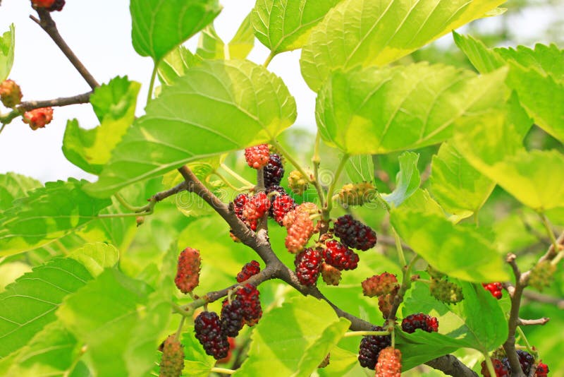 Moerbeiboom stock foto. Image of ongeveer, rijp, heeft - 117051540