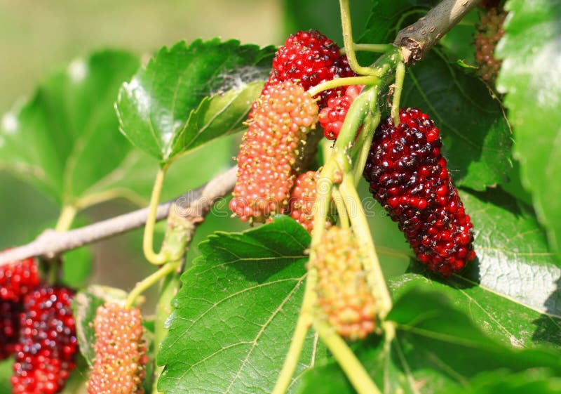 Moerbeiboom stock foto. Afbeelding bestaande uit ongeveer - 117051540