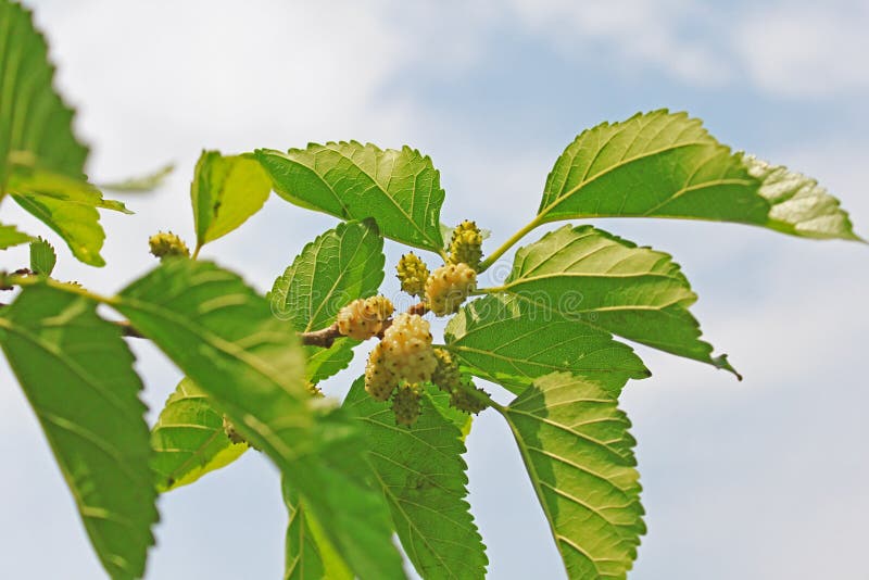 Moerbeiboom stock foto. Image of rijp, aroma, verbleek - 117052032