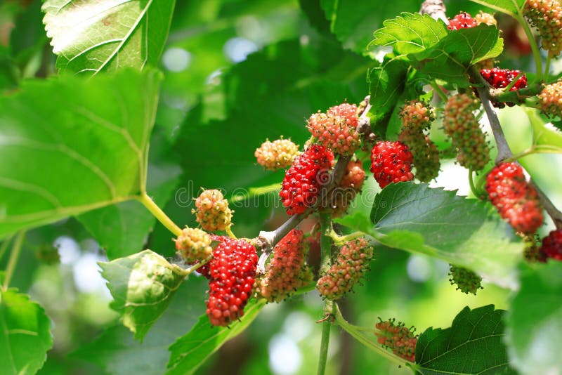 Moerbeiboom stock foto. Afbeelding bestaande uit fruit - 117052032