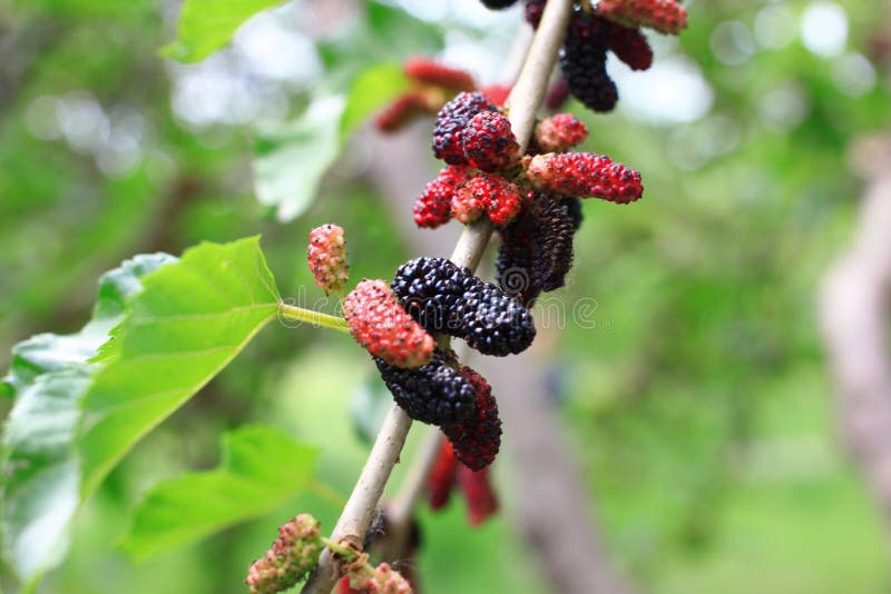 Moerbeiboom stock foto. Afbeelding bestaande uit fruit - 117052032