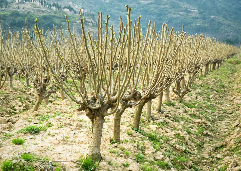 Moerbeiboom stock foto. Image of zijderups, sluit, struik - 13651162