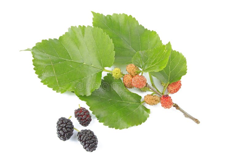 Moerbei (Morus) stock foto. Image of moerbeiboom, sluit - 19158604