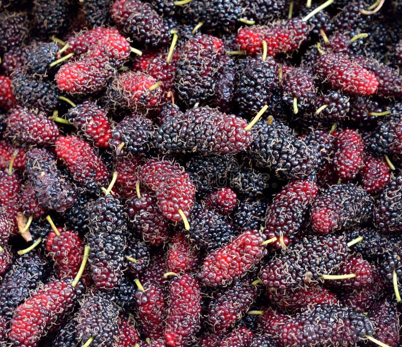 Takken Van De Moerbeiboomboom Stock Afbeelding - Image of takken, rood ...