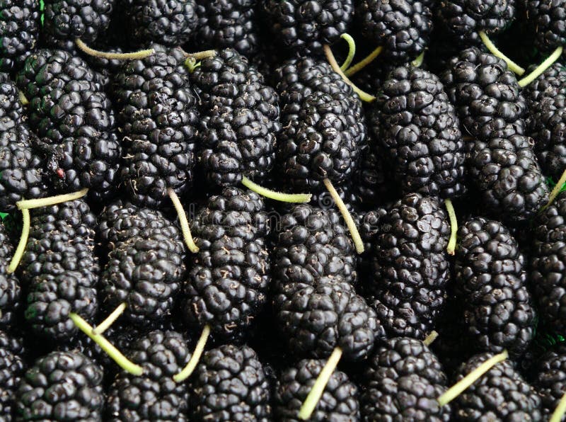 Moerbeiboom stock foto. Image of versheid, macro, sluit - 40142140