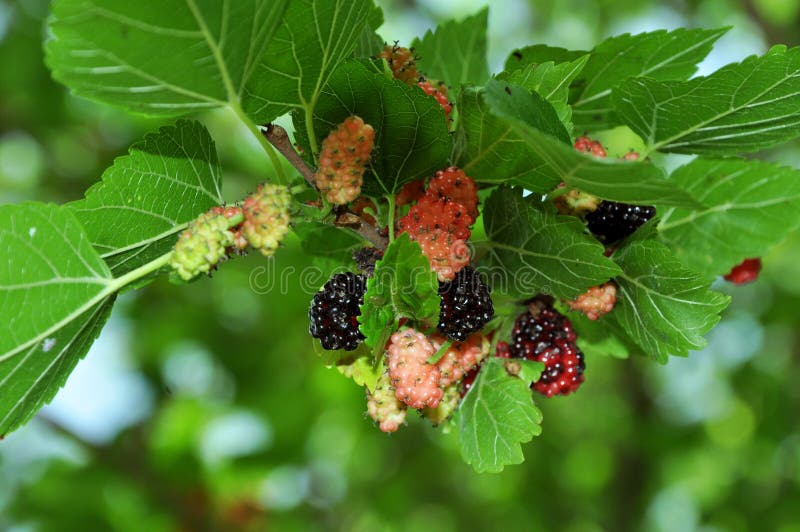 De tak van de moerbeiboom stock afbeelding. Image of zomer - 19120717