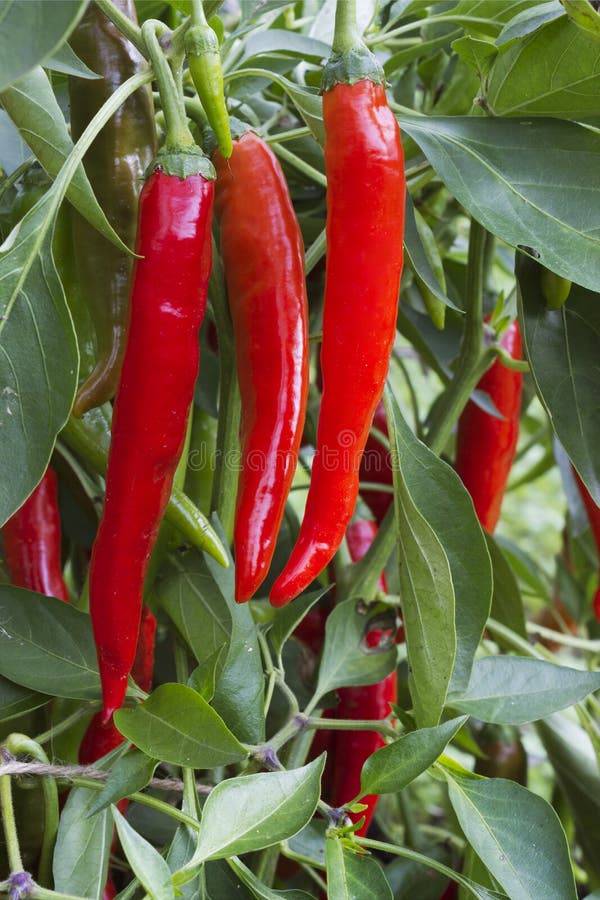In Moestuin Kweekt Struik Met Peper Stock Foto - Image of peper ...