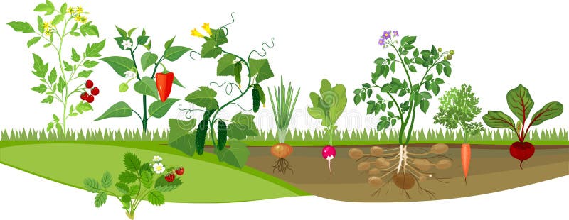 Moestuin Met Verschillende Groenten Vector Illustratie - Illustration ...