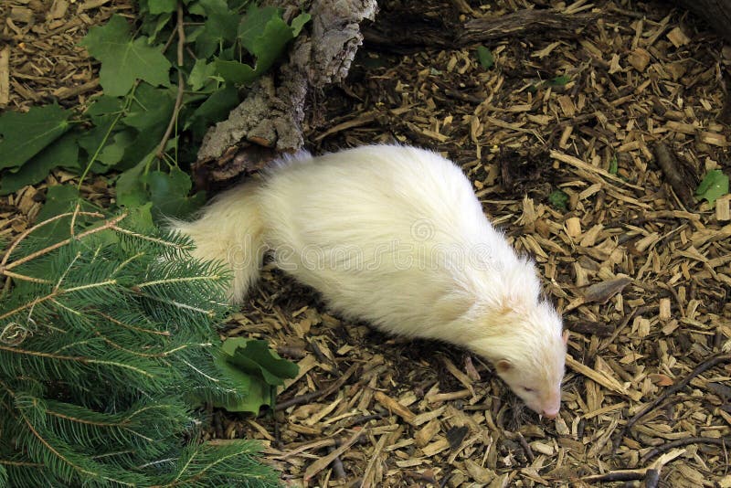 Mofeta en blanco imagen de archivo. Imagen de mamífero - 64924751