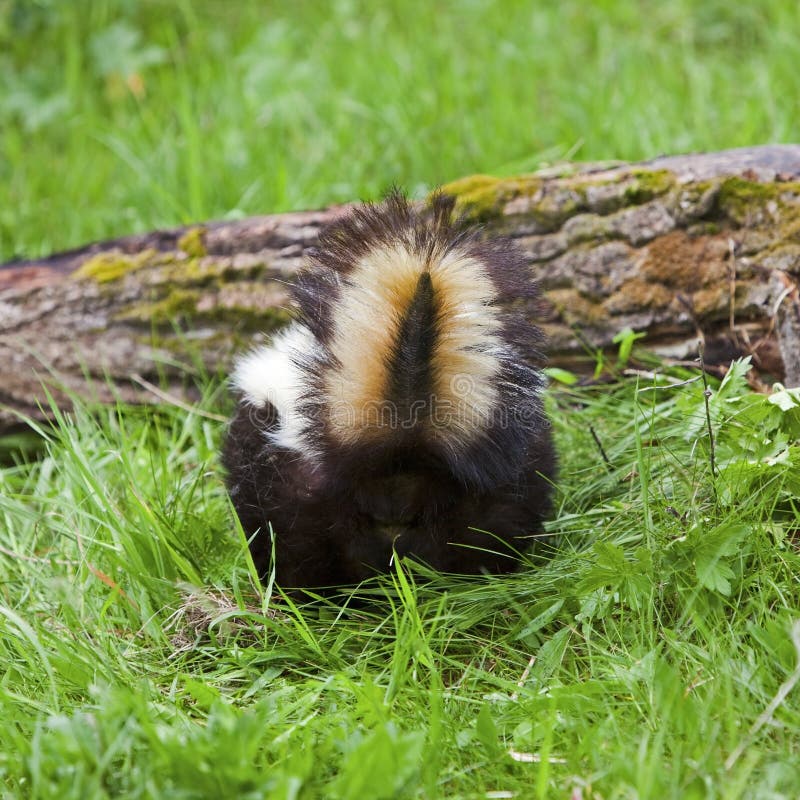 Mofeta en registro foto de archivo. Imagen de vida, manchado - 27396462