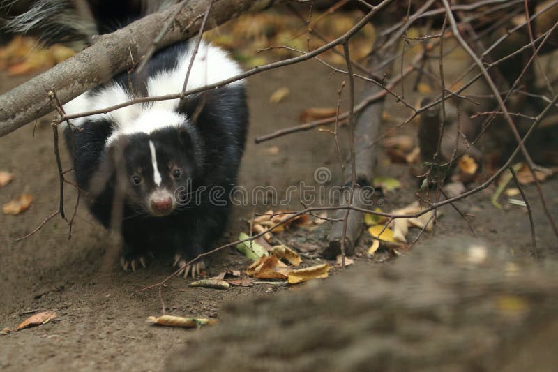 Mofeta Fotos De Stock - Descarga 3,315 Fotos Libres de Derechos
