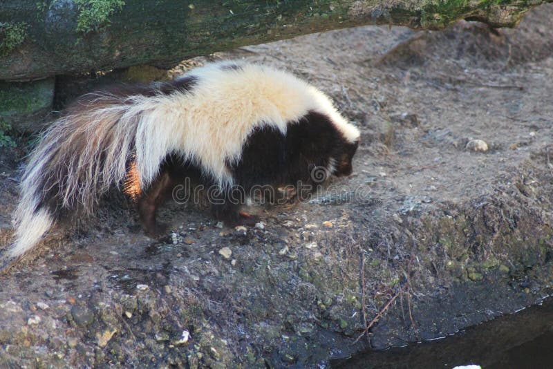 Mofeta rayada foto de archivo. Imagen de cautivo, negro - 84996132