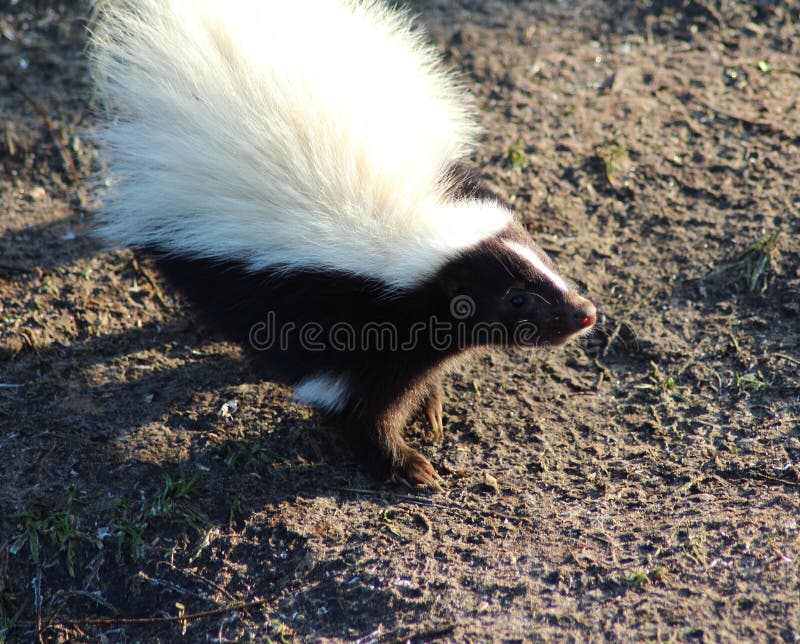 305 Mofetas Fotos - Libres de Derechos y Gratuitas de Dreamstime