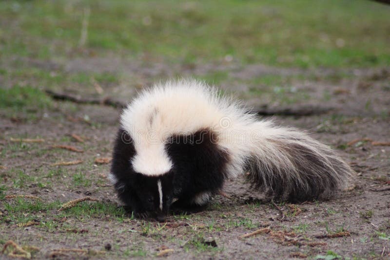 Mofeta rayada foto de archivo. Imagen de cautivo, negro - 84996132
