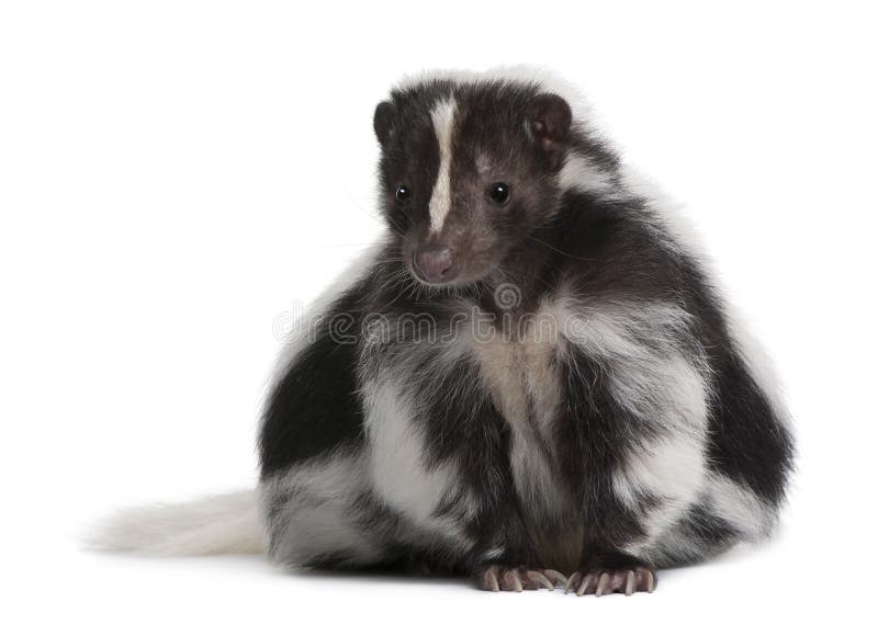 Mofeta Rayada, Mephitis Del Mephitis, 5 Años Foto de archivo - Imagen ...