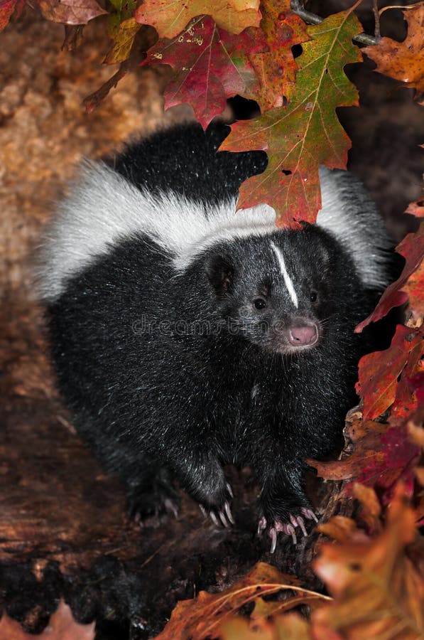 Mofeta Rayada (mephitis) Del Mephitis Paw Up En Registro Imagen de ...