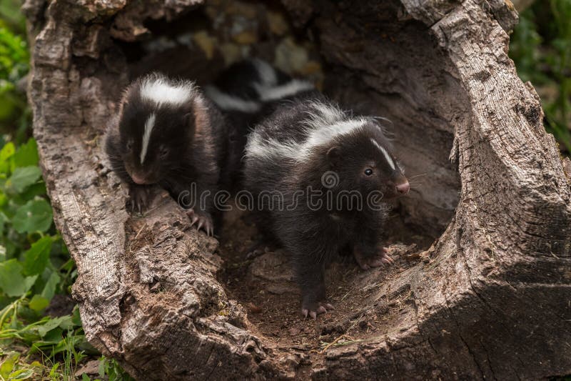Mofeta Rayada Del Bebé, Mephitis Del Mephitis Foto de archivo - Imagen ...