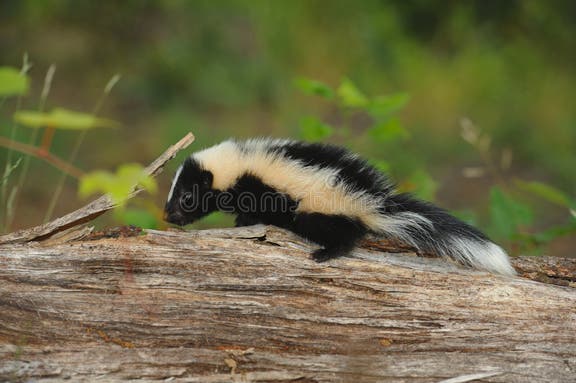 Moffetta 1 del bambino fotografia stock. Immagine di nave - 25783976