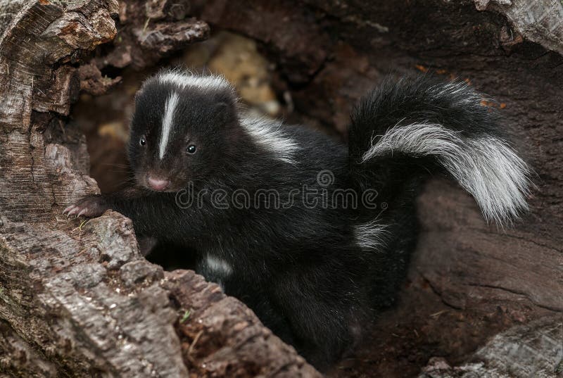 Moffetta a Strisce Del Bambino (mephitis Del Mephitis) in Ceppo ...