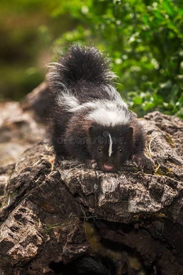 Moffetta a Strisce Del Bambino (mephitis Del Mephitis) Sopra Il Ceppo ...