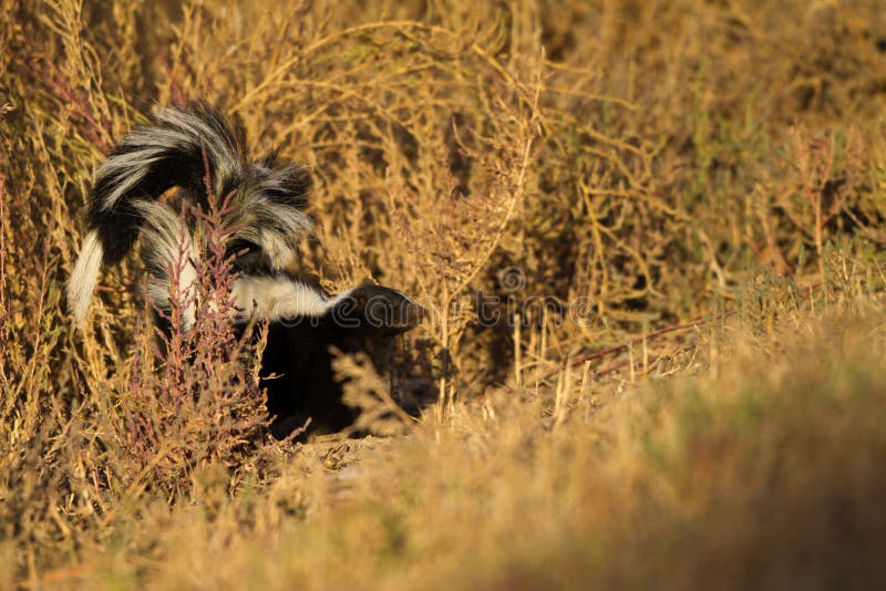 Moffetta a Strisce, Mephitis Del Mephitis Immagine Stock - Immagine di ...