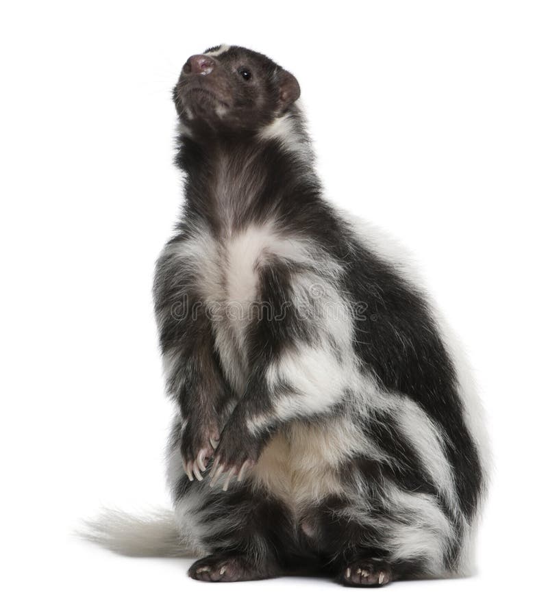 Scoiattolo Striato, Mephitis Mephitis, 5 Anni Fotografia Stock ...