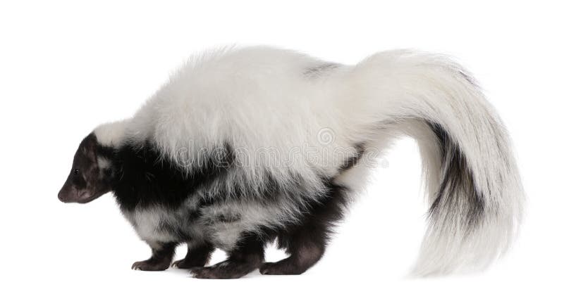 Moffetta a Strisce, Mephitis Del Mephitis, 5 Anni Immagine Stock ...