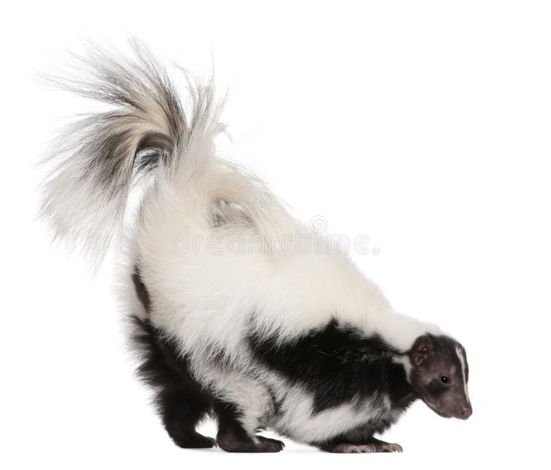 Moffetta a Strisce, Mephitis Del Mephitis, 5 Anni Immagine Stock ...